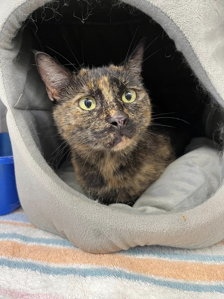 Adoptable Cats | H.A.L.O. No-Kill Rescue