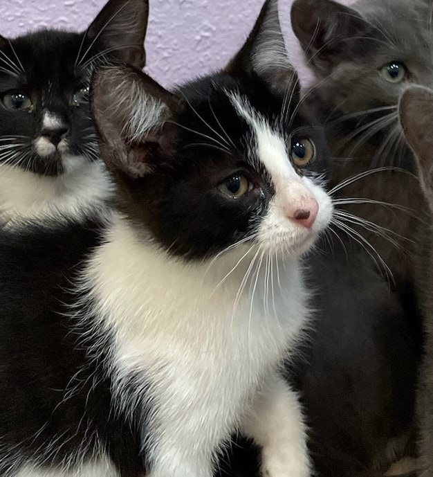 Adoptable Cats | H.A.L.O. No-Kill Rescue