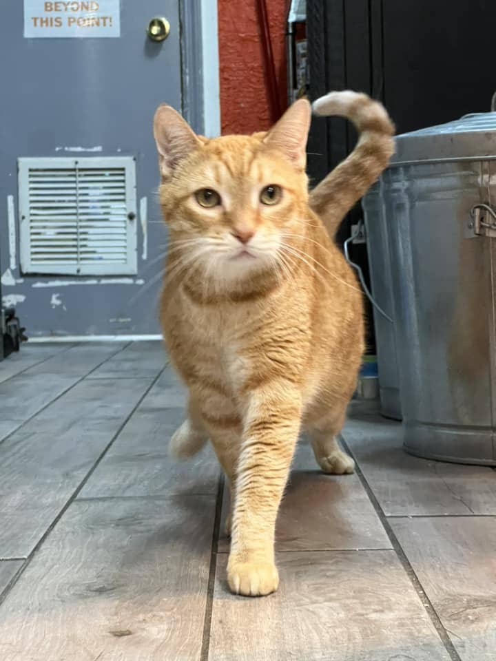 Nacho.2 | H.A.L.O. No-Kill Rescue