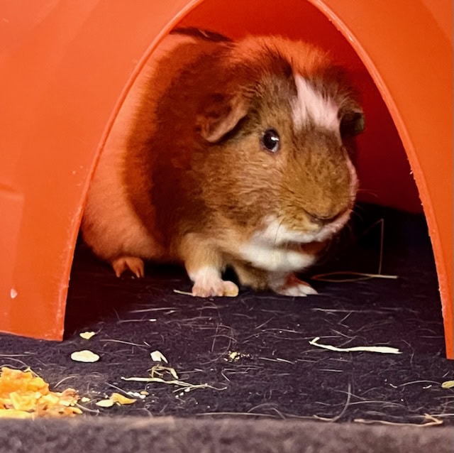 Adoptable Small Animals | H.A.L.O. No-Kill Rescue