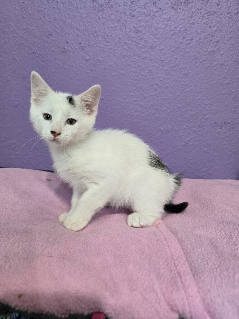 H.A.L.O. No-Kill Rescue | Helping Animals Live and Overcome