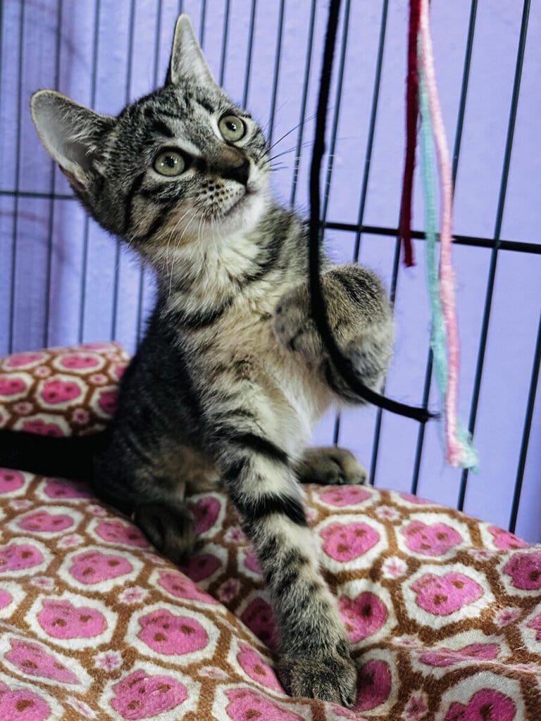 Adoptable Cats | H.A.L.O. No-Kill Rescue