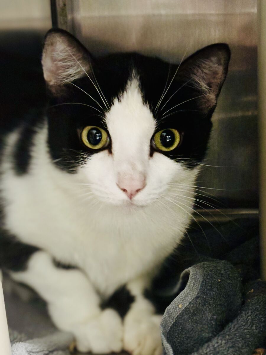 H.A.L.O. No-Kill Rescue | Helping Animals Live and Overcome