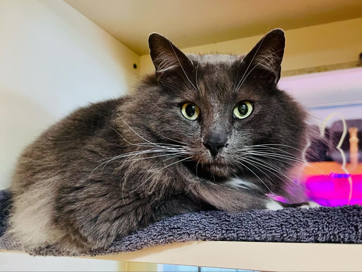 H.A.L.O. No-Kill Rescue | Helping Animals Live and Overcome