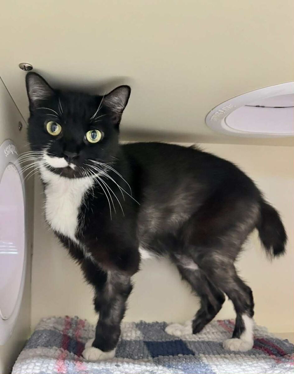 H.A.L.O. No-Kill Rescue | Helping Animals Live and Overcome