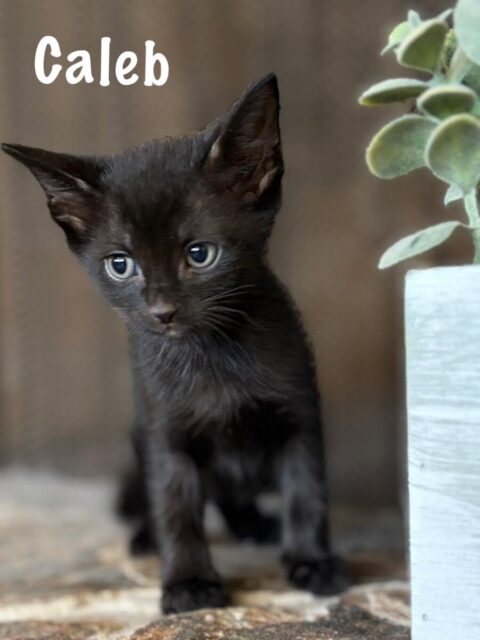 Caleb-Adoption Pending! | H.A.L.O. No-Kill Rescue